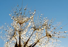 Dandelion Flower And Dew Close-up Free Stock Photo - Public Domain Pictures