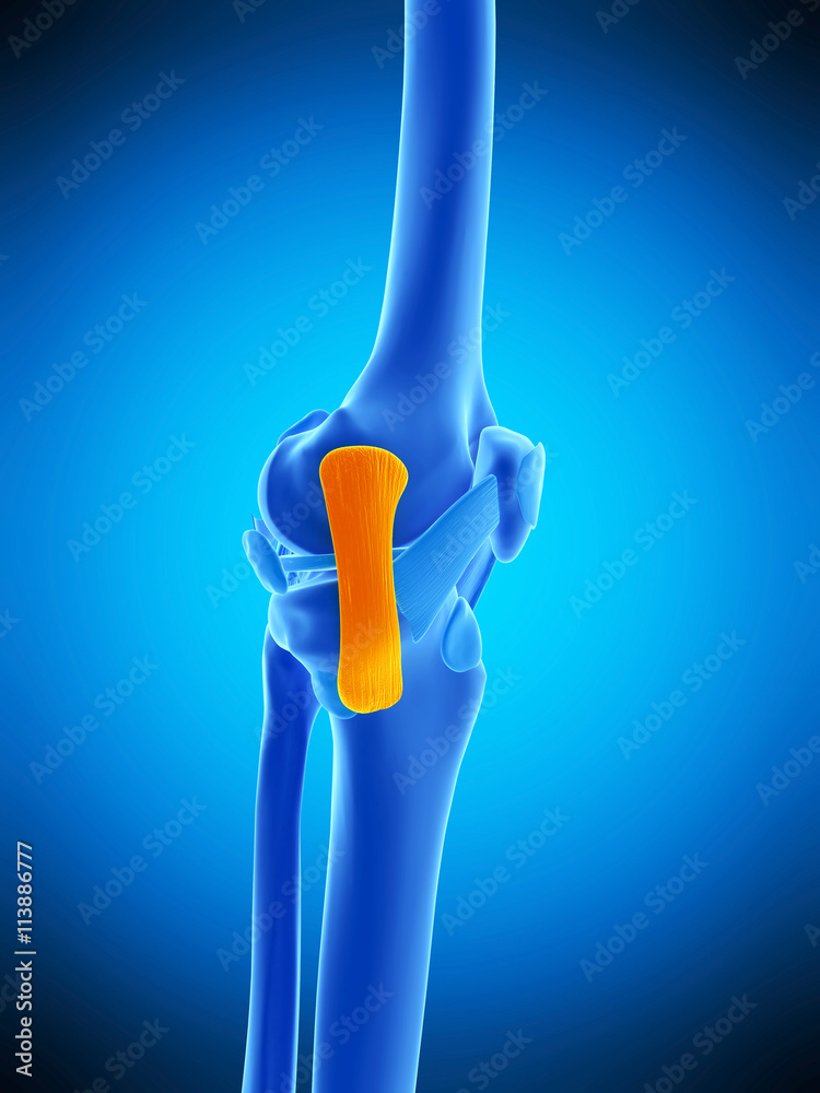 medically accurate illustration of the tibial collateral ligament Stock ...