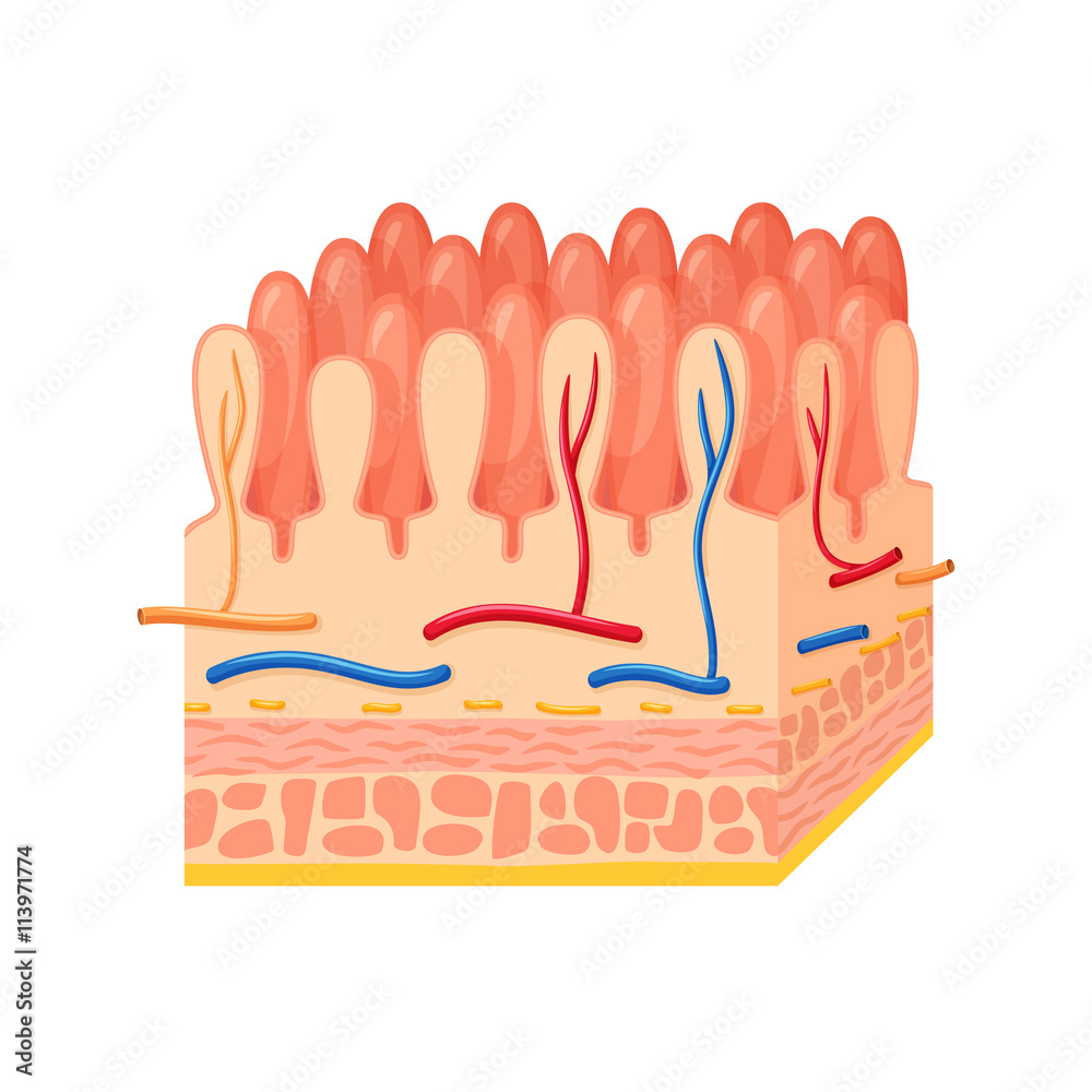 Intestinal wall anatomy Stock Vector | Adobe Stock