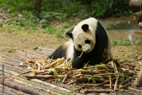 The giant panda eating their food Stock Photo | Adobe Stock