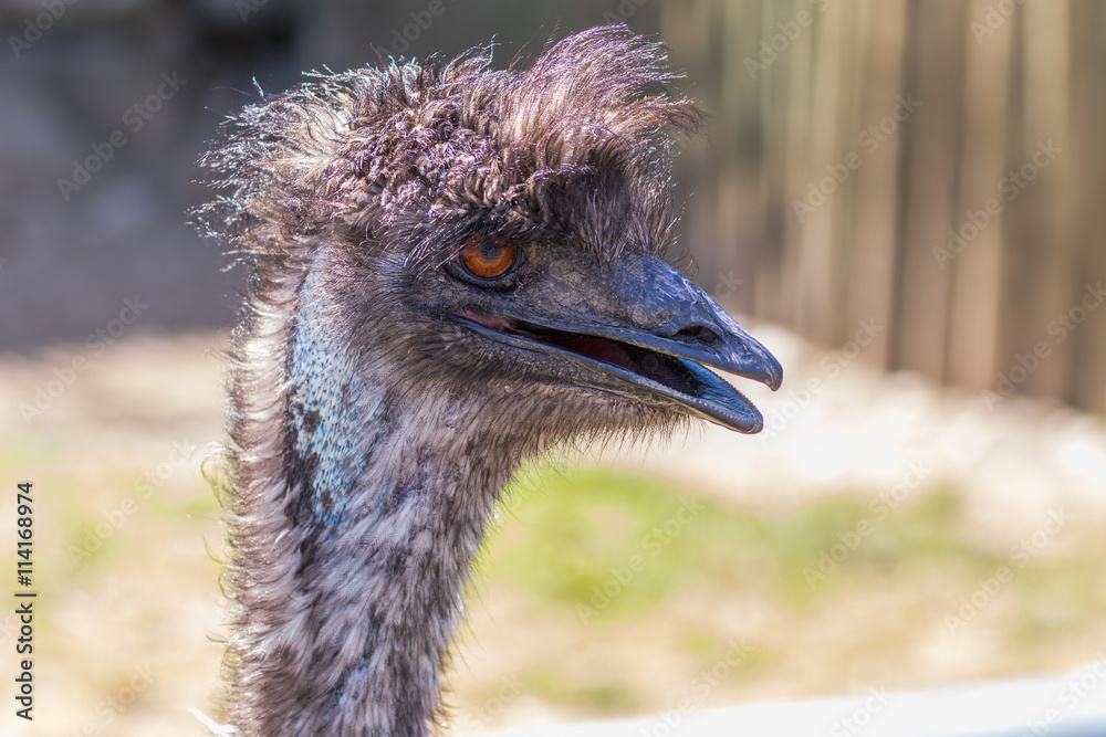 Ostrich hair store