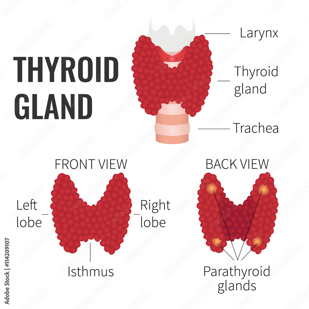 Thyroid gland front and back view on white background. Human thyroid ...