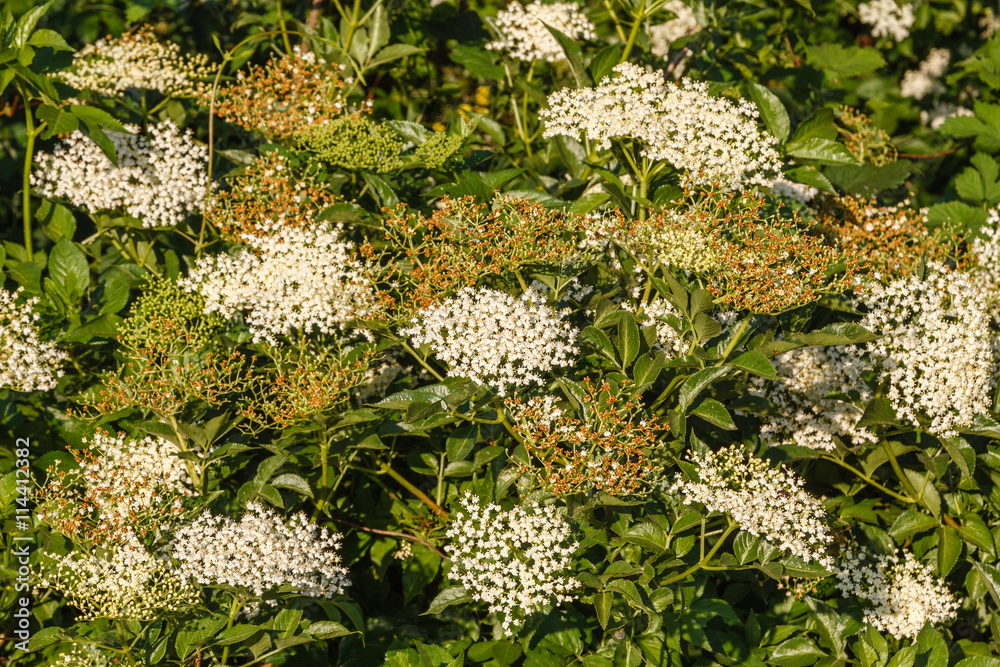 Sambucus nigra. Arbusto en flor de Saúco Común. Stock Photo | Adobe Stock