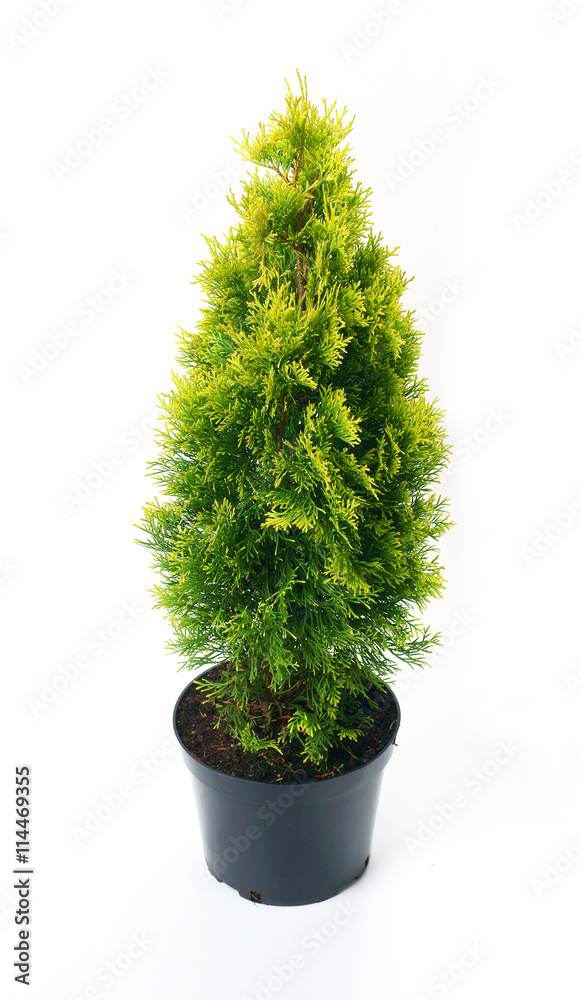 Thuja occidentalis Janed Gold ( Golden Smaragd ) Stock Photo | Adobe Stock