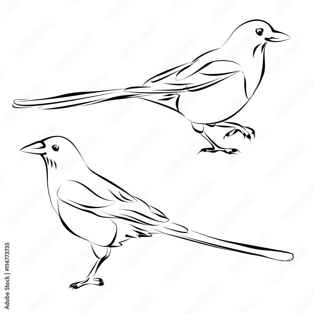 Magpies. Hand drawn vector sketch Stock Vector | Adobe Stock