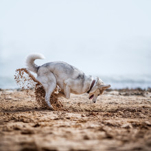 Dog Digging Free Stock Photo - Public Domain Pictures