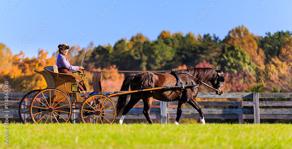 Carriage Rider competing in the James River Driving Association Stock ...