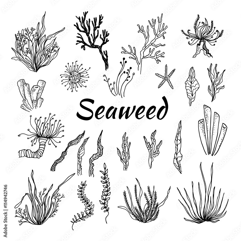 Hand drawn vector illustration - Set with seaweed. Sketch Stock Vector ...