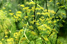 Fennel In Herb Garden Free Stock Photo - Public Domain Pictures
