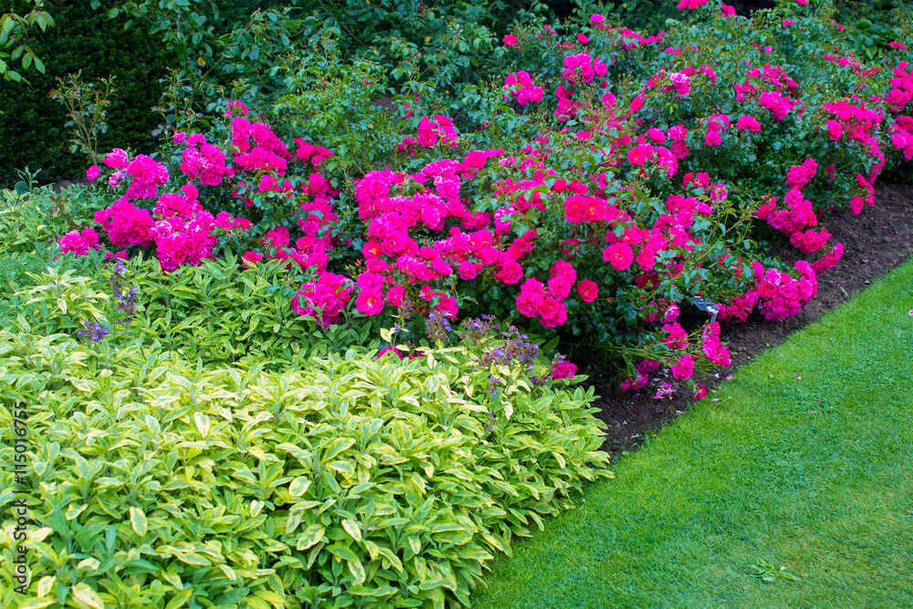 Beautiful dark pink roses in the garden Stock Photo | Adobe Stock