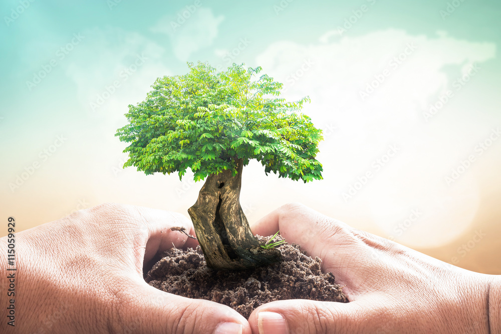 World environment day concept: Human hands holding big tree over ...