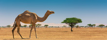 Camel Free Stock Photo - Public Domain Pictures