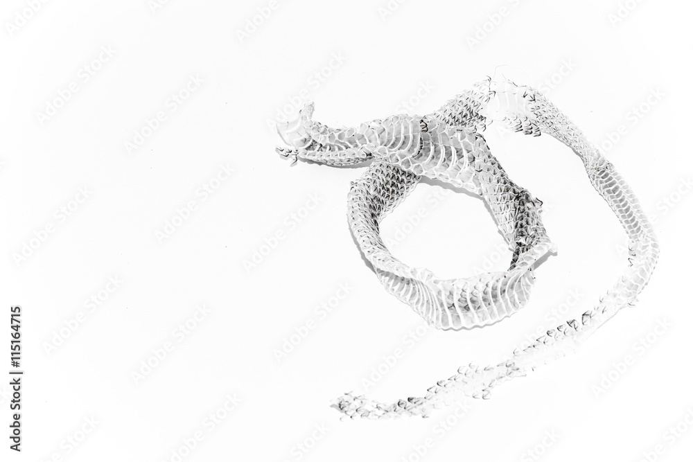 Snake shedding skin isolated on white background - Rattlesnake Skin ...