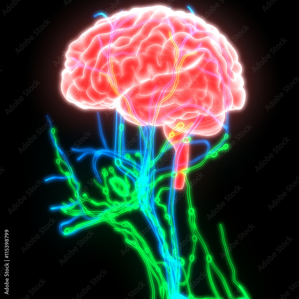 Human Brain with Nerves, Lymph nodes, Veins and Arteries Anatomy Stock ...
