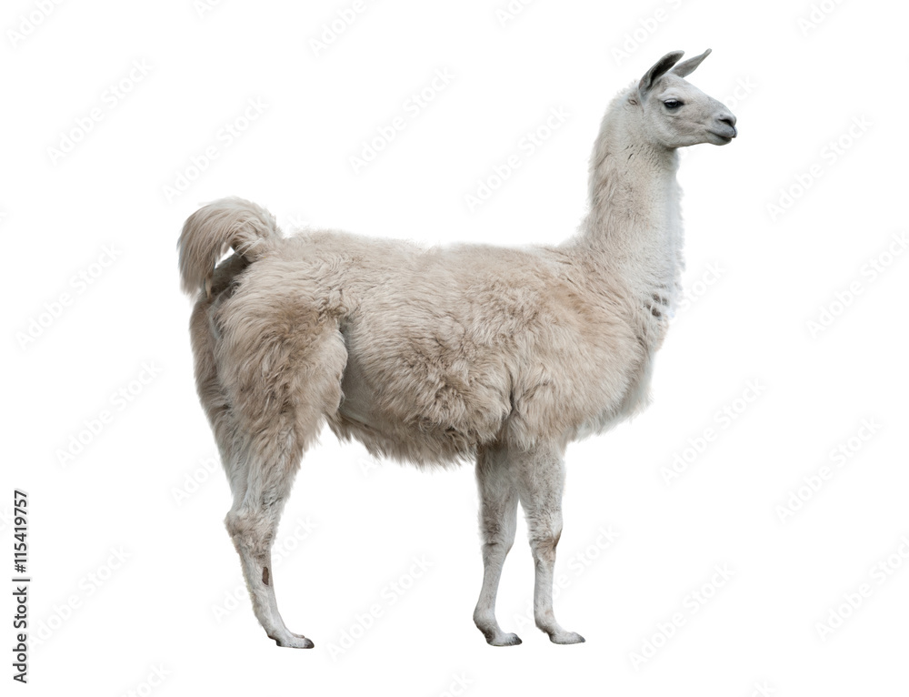 lama isolated Stock Photo | Adobe Stock