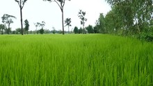 Green Rice Farm Free Stock Photo - Public Domain Pictures