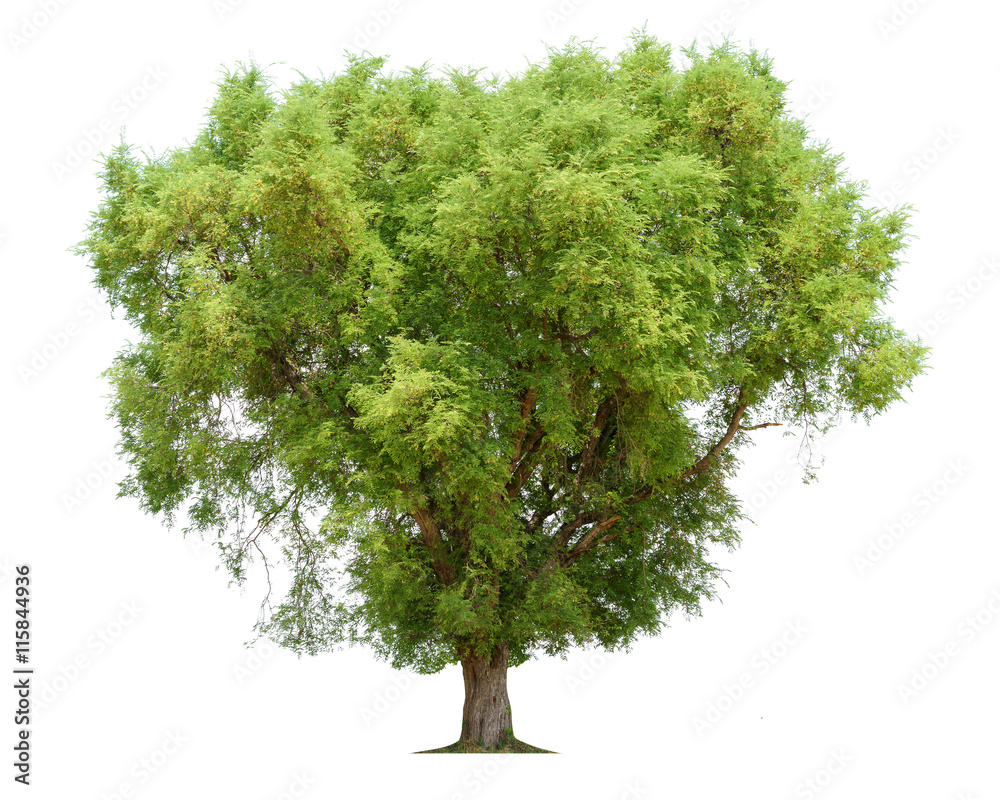 Tamarind tree (Tamarindus indica) tropical tree in the northeast Stock ...