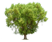 Tropical Tree In The Northeast Free Stock Photo - Public Domain Pictures