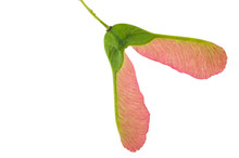 Box Elder Maple Tree Seed Pods Free Stock Photo - Public Domain Pictures