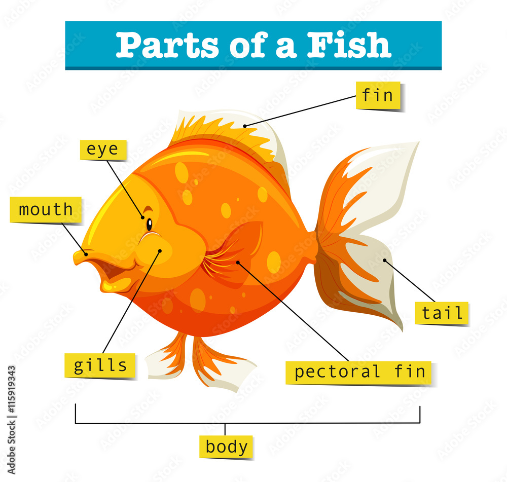 Diagram with parts of fish Stock Vector | Adobe Stock