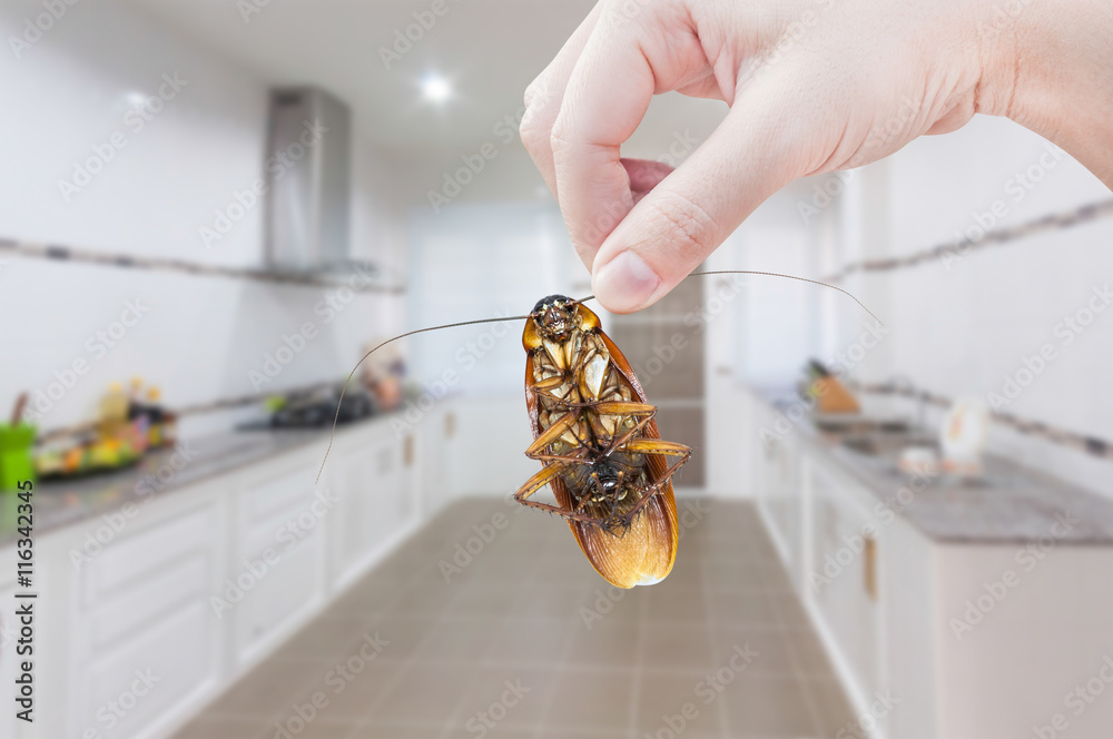 Woman's Hand holding cockroach on kitchen background, eliminate ...