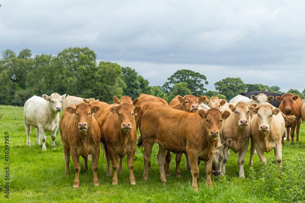 Foto de Stock ヨーロッパの牛 European cow | Adobe Stock