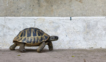 Tortoise Walking Free Stock Photo - Public Domain Pictures