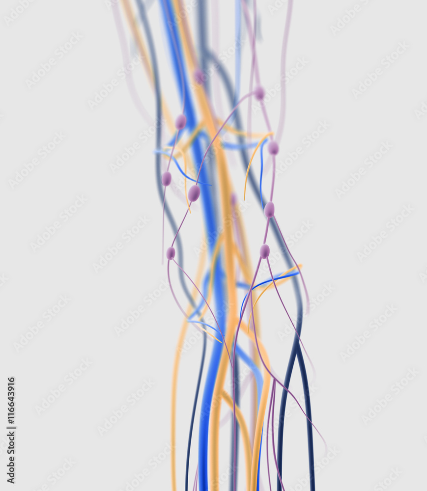 Knee arteries and lymphatic system. Human anatomy. 3d illustration ...