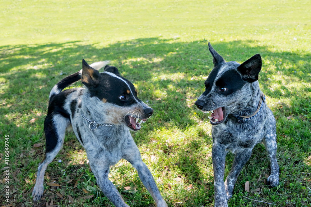 Two Australian Cattle Dogs or Blue Heelers snarling growling warning ...