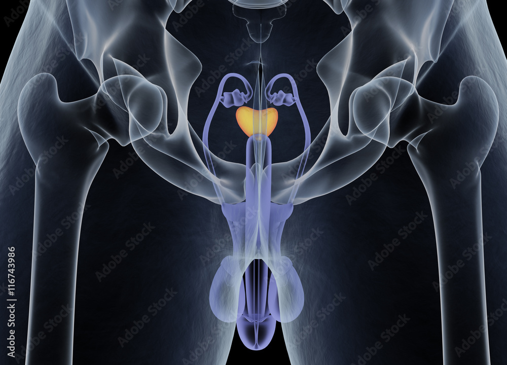 Prostate gland. Male reproductive and urinary systems. Anatomy. 3d ...