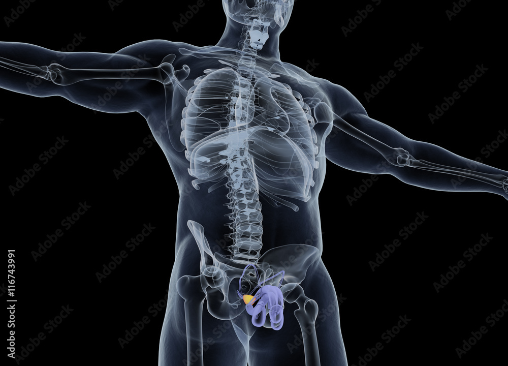 Ilustración de Stock Prostate gland. Male reproductive and urinary ...