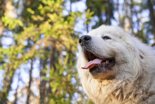 Great Pyrenees Dog Portrait Free Stock Photo - Public Domain Pictures
