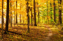 Autumn Path Through The Woods Free Stock Photo - Public Domain Pictures
