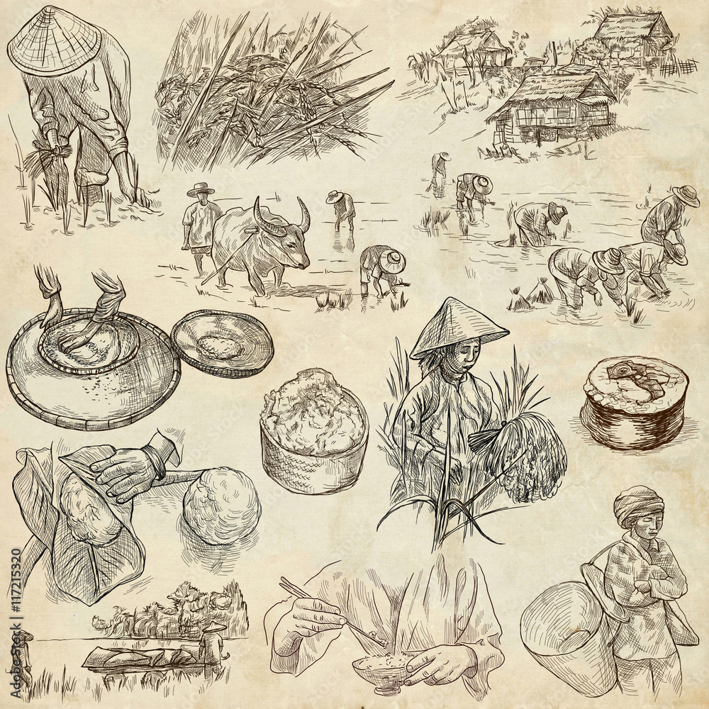 Rice.Agriculture.Life of a farmer.Rice crop, set.Collection of an hand ...