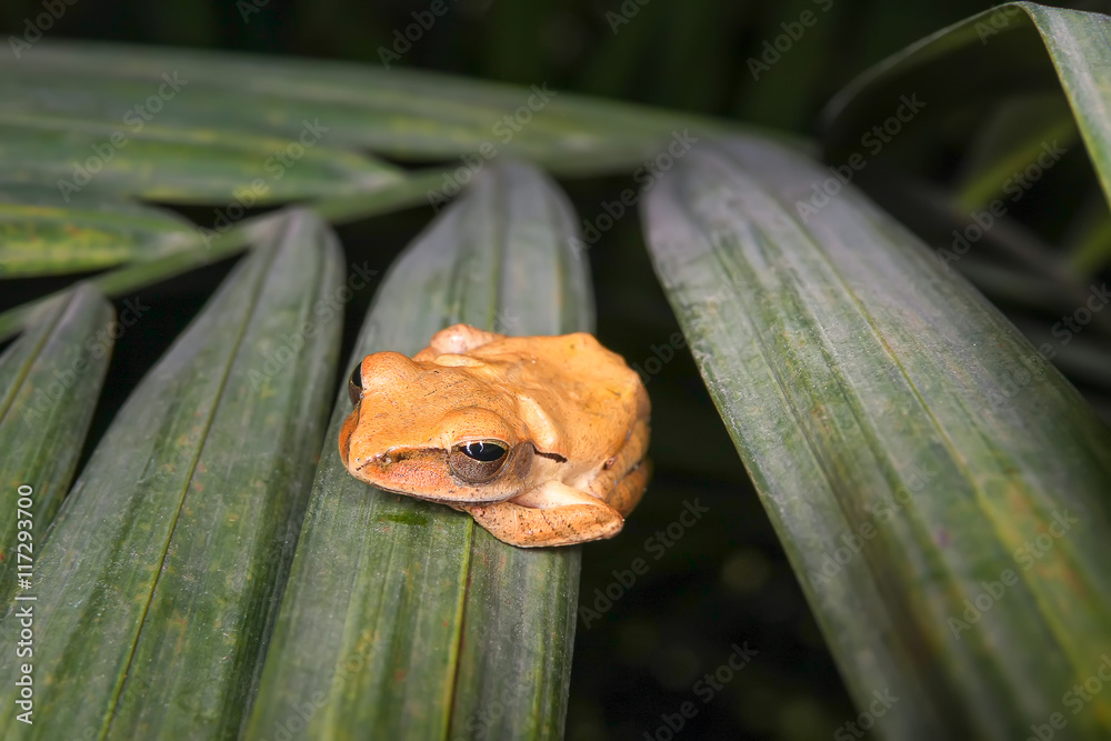 Common Tree Frop (Polypedates leucomystax) Stock Photo | Adobe Stock
