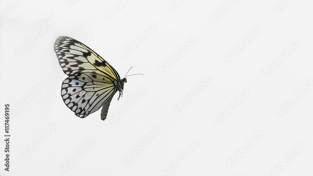 Butterfly against plain white background Stock Photo | Adobe Stock