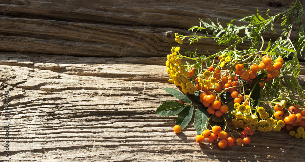 Vogelbeeren, Beeren der Eberesche - Sorbus aucuparia - und Rainfarn ...