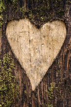 Valentine Heart Shaped Tree Free Stock Photo - Public Domain Pictures