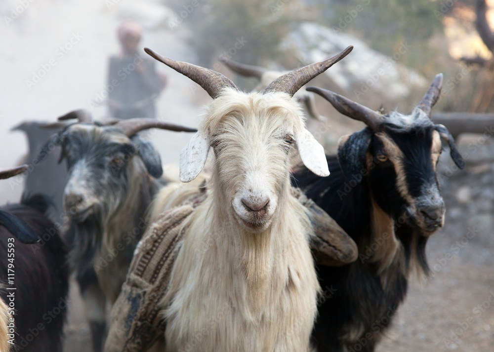 beautiful caravan of goats in western Nepal Stock Photo | Adobe Stock