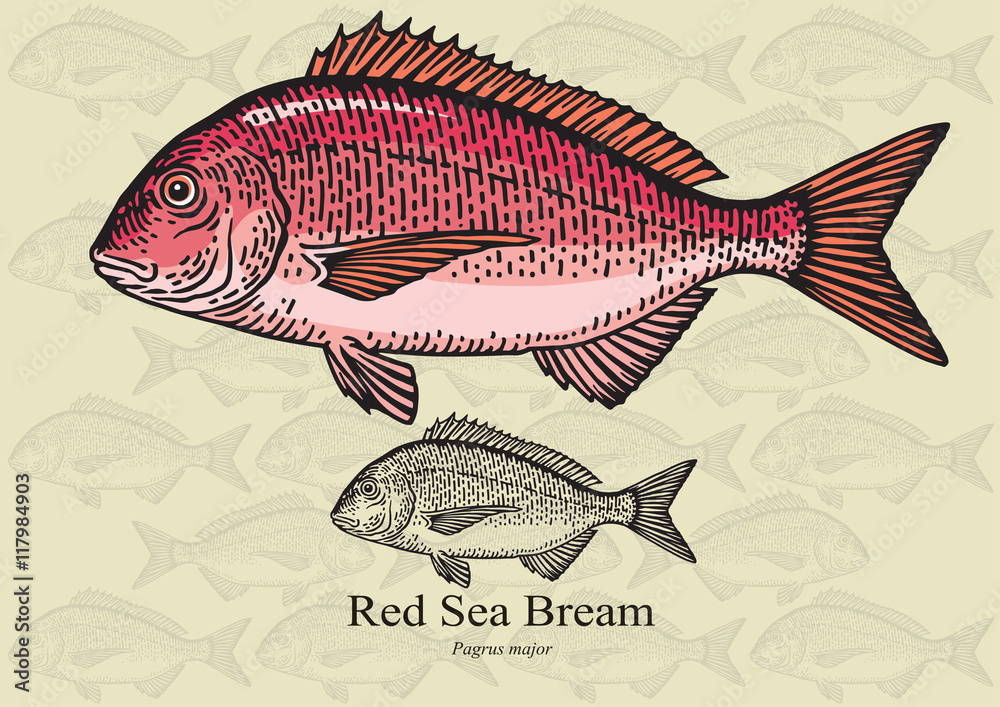 Red sea bream. Vector illustration for artwork in small sizes. Suitable ...