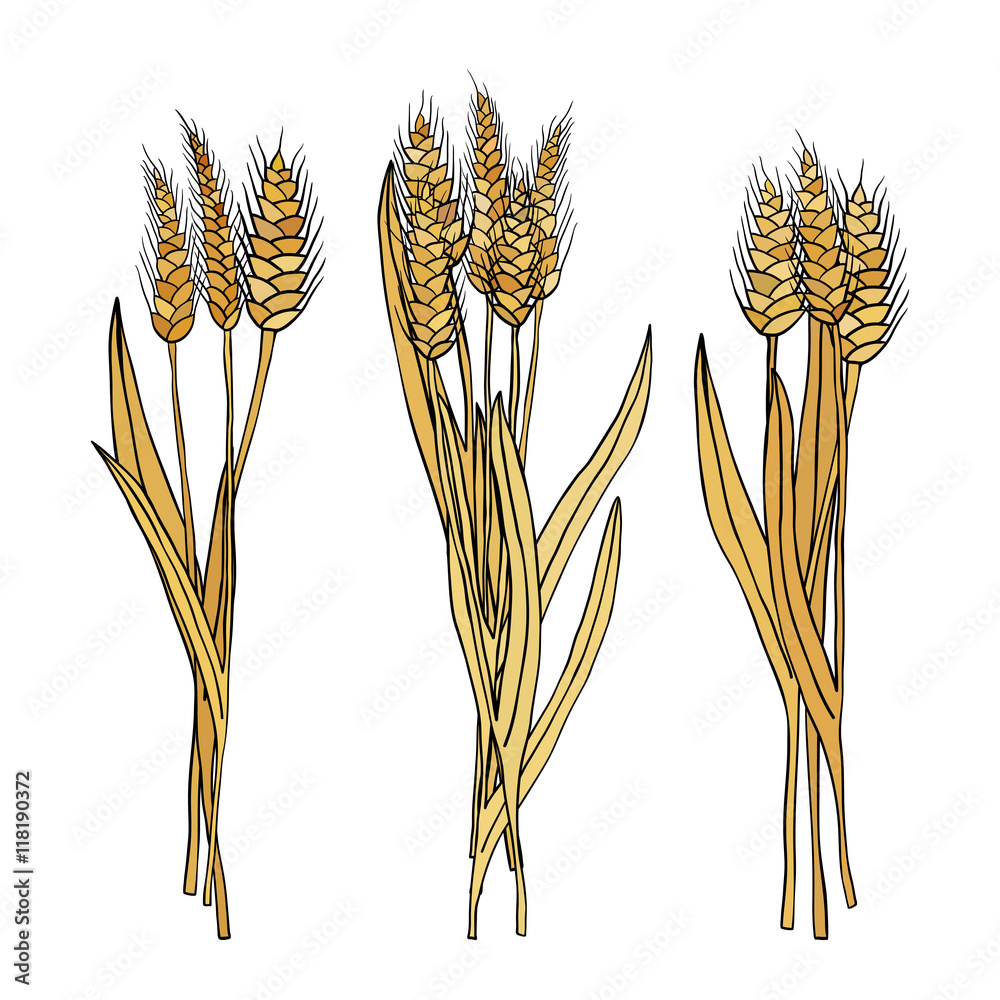 vector set of cartoon doodle wheat sheaves Stock Vector | Adobe Stock