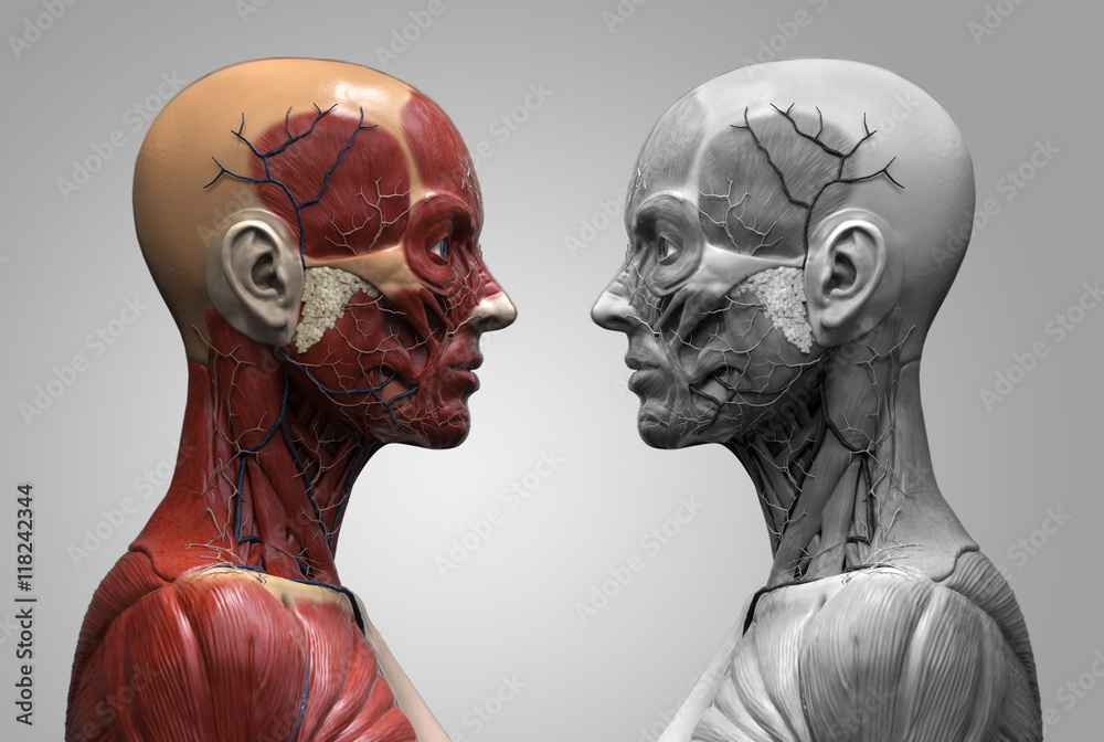 Human anatomy - muscle anatomy of the face neck and shoulder of a ...