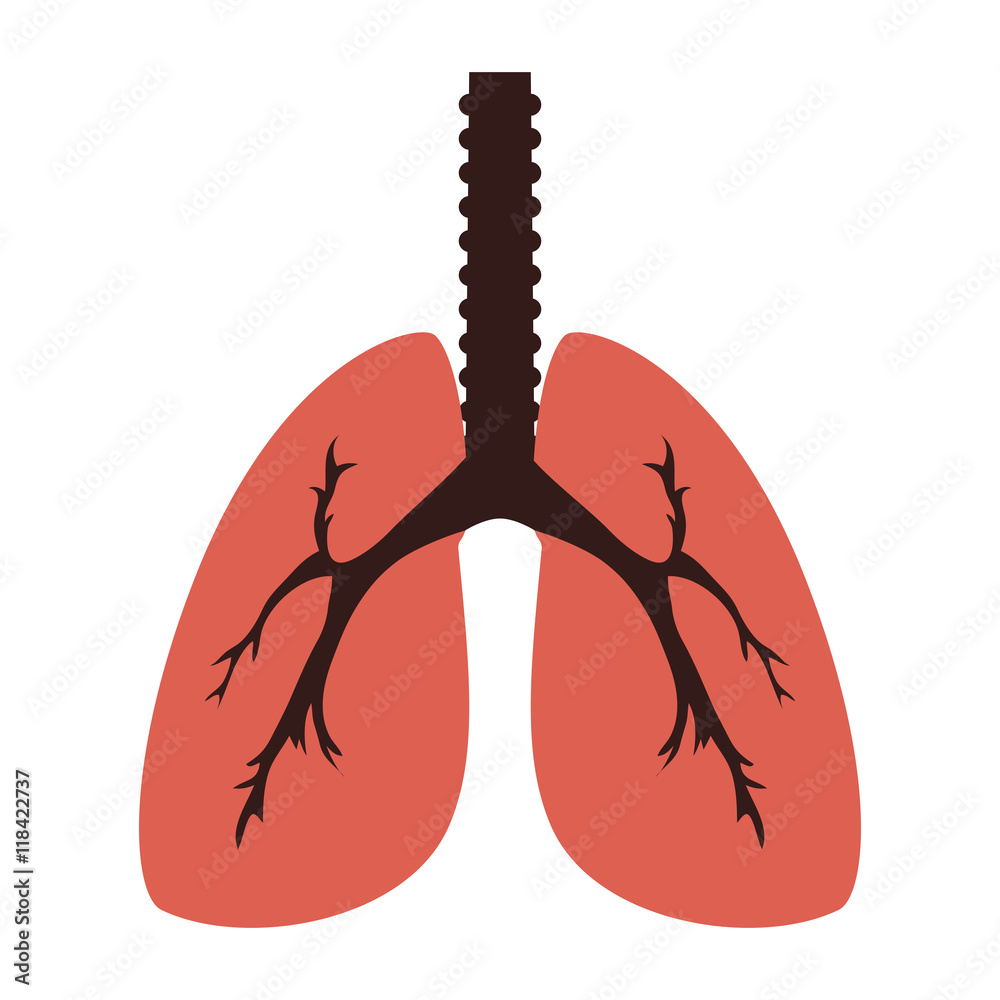 Vector de Stock lung organ human anatomy health breath respiration ...