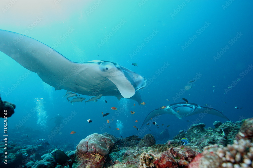 Manta Ray underwater diving photo Maldives Indian Ocean Stock Photo ...