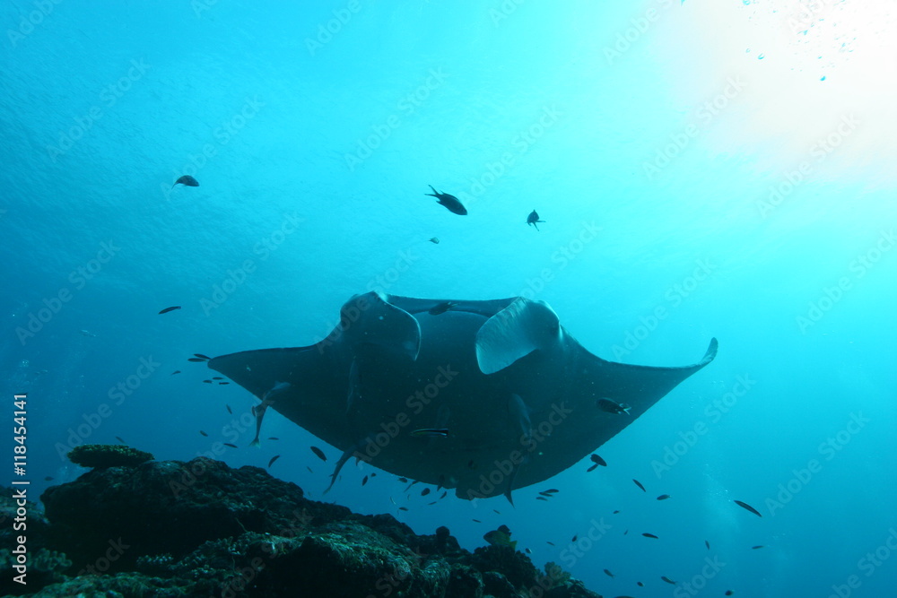Manta Ray underwater diving photo Maldives Indian Ocean Stock Photo ...