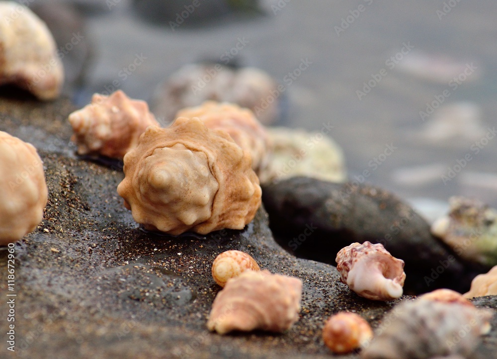 Foto de Stock Sea shells on the shore | Adobe Stock