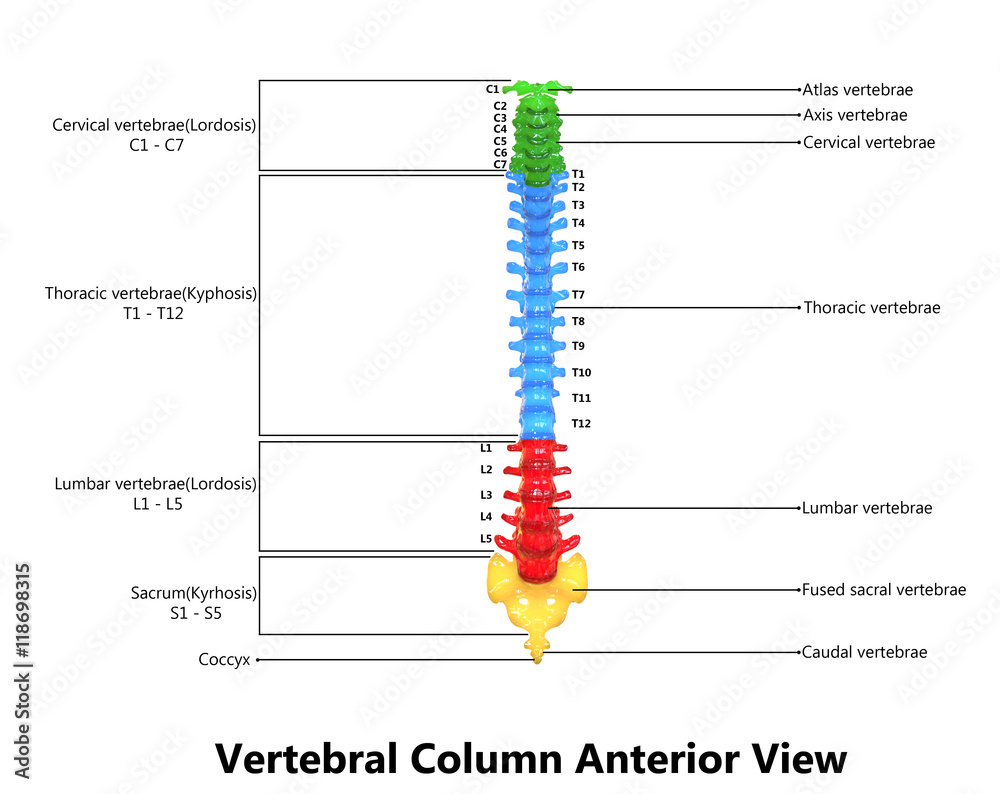 Illustration Stock Human Skeleton Spinal cord Anatomy with Detailed ...