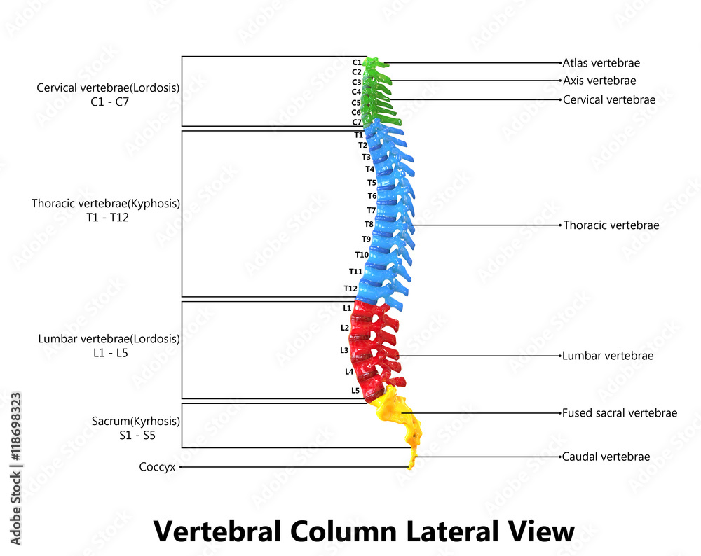 Human Skeleton Spinal cord Anatomy with Detailed Labels (Lateral view ...