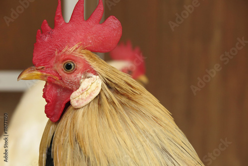 ニワトリの顔 Stock 写真 | Adobe Stock