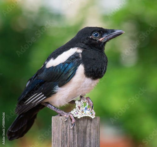 Magpie thief stealing a shine jewellery on wooden fence on green ...